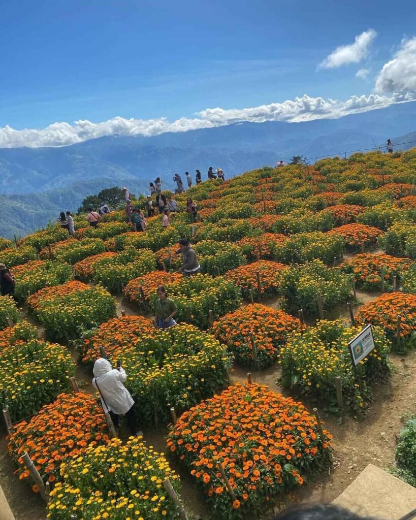 Ultimate Guide To Northern Blossom Flower Farm In Atok Benguet 2025