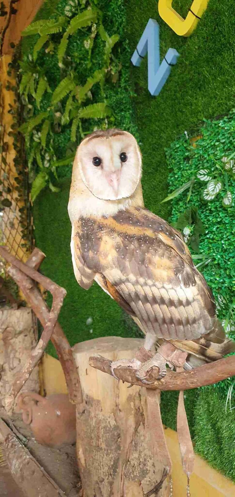 Ultimate Guide To Zoocobia Fun Zoo Clark Pampanga 2025