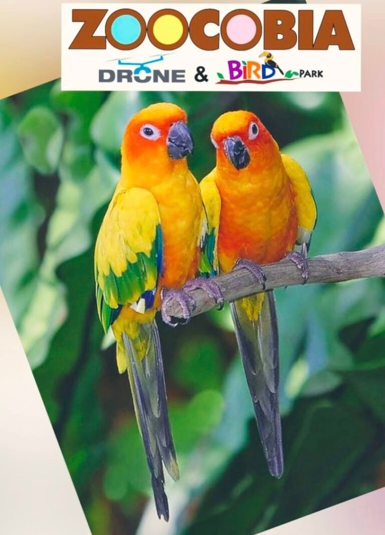 Ultimate Guide To Zoocobia Fun Zoo Clark Pampanga 2025