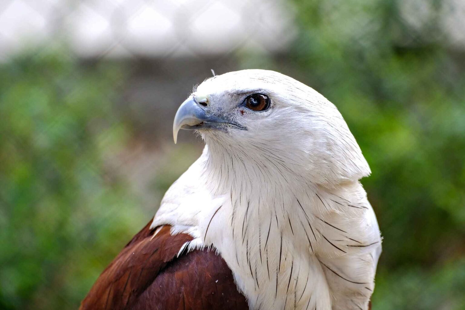 Manila Zoo 2026 Guide: Ticket Prices, New Animals, And Honest Travel Tips