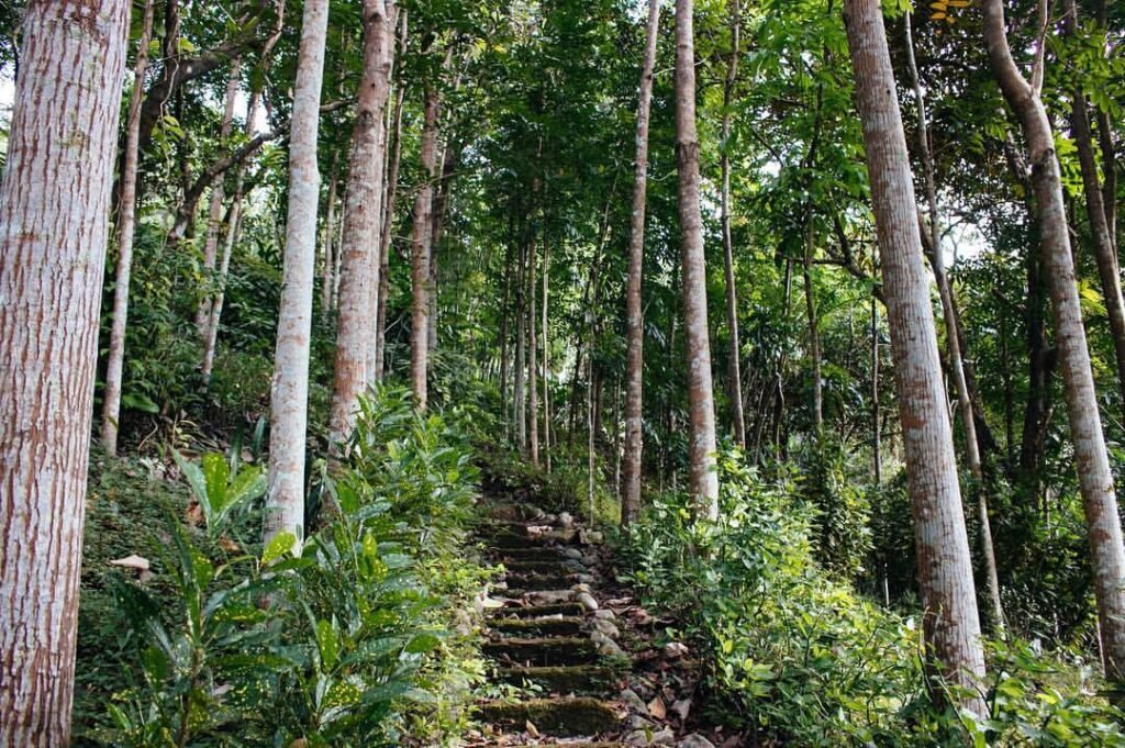 Ultimate Guide To Mount Purro Nature Reserve In Antipolo 2025