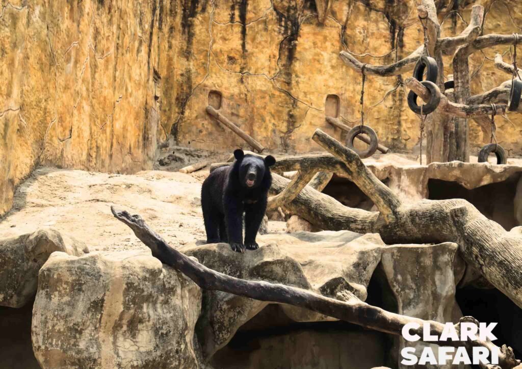 Ultimate Guide To Clark Safari And Adventure Park 2025