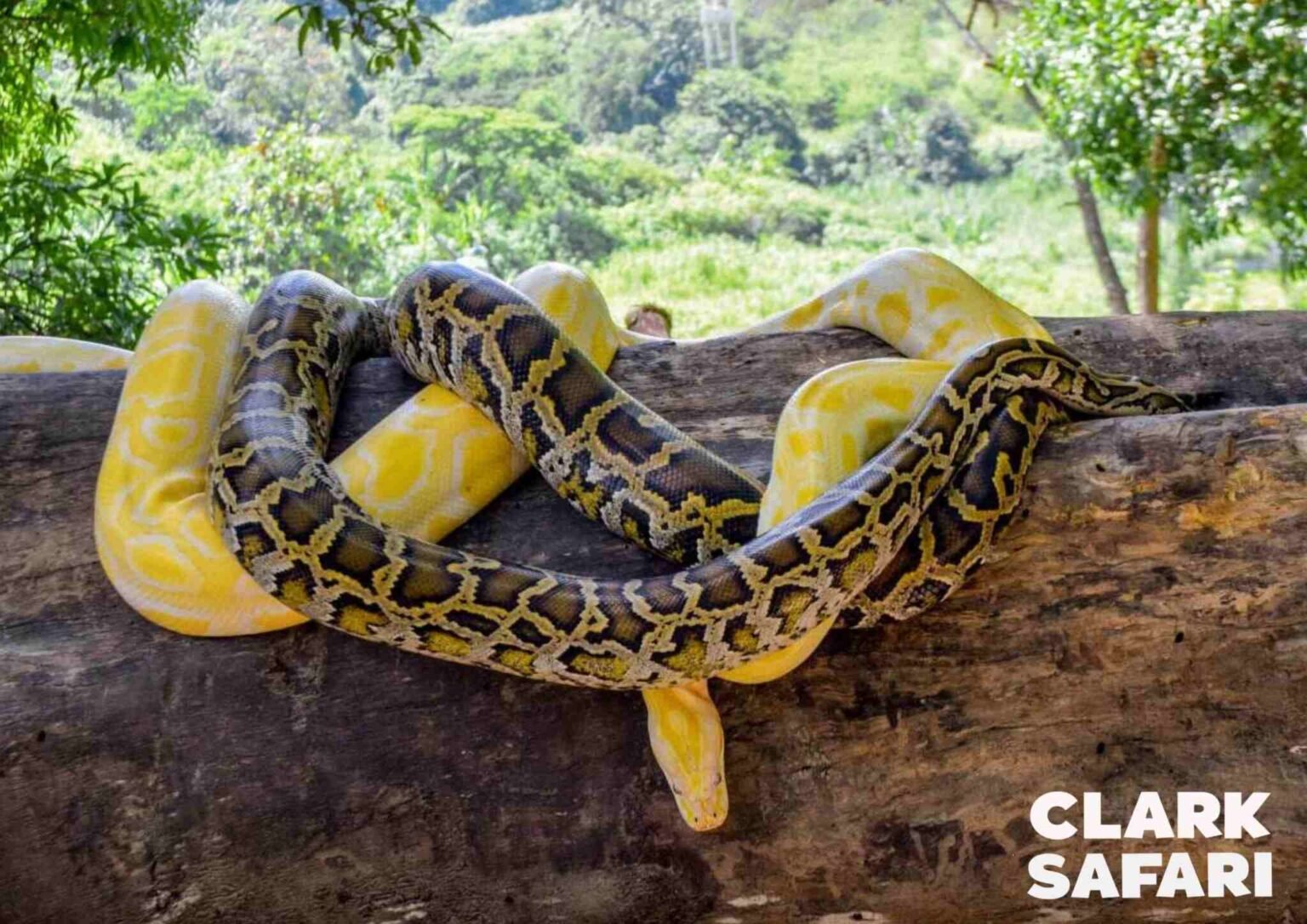 Ultimate Guide To Clark Safari And Adventure Park 2025